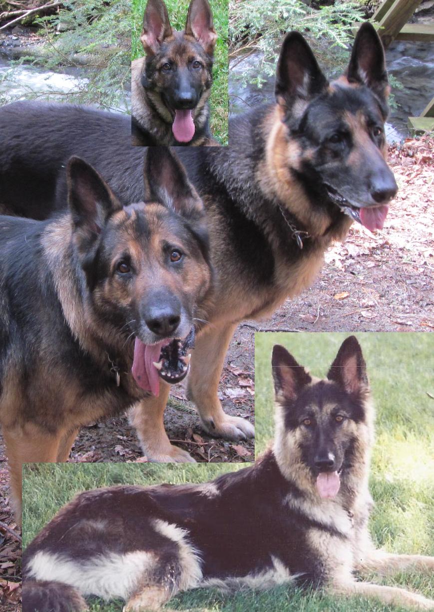 All About Dogs | RV Travel with a Dog