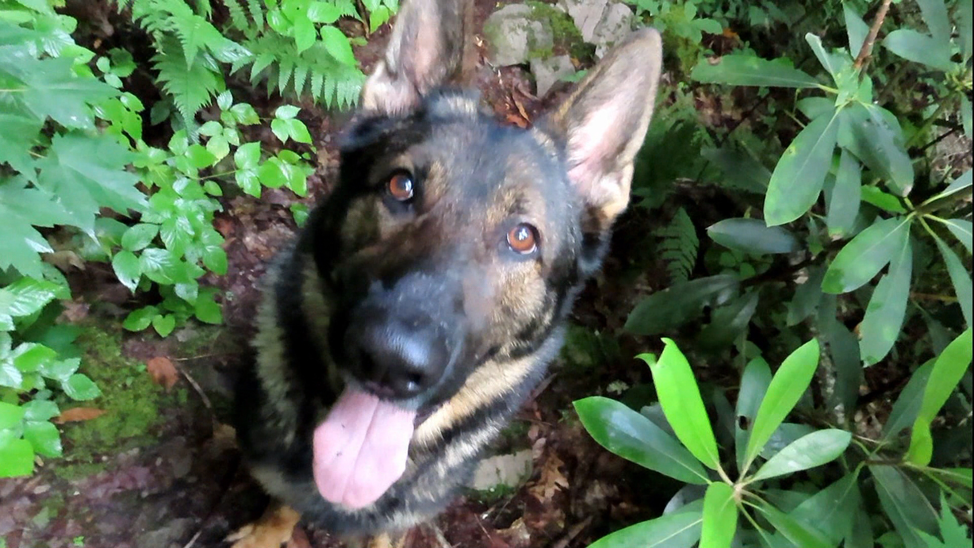 Trouble in Paradise | RV Travel with a Dog