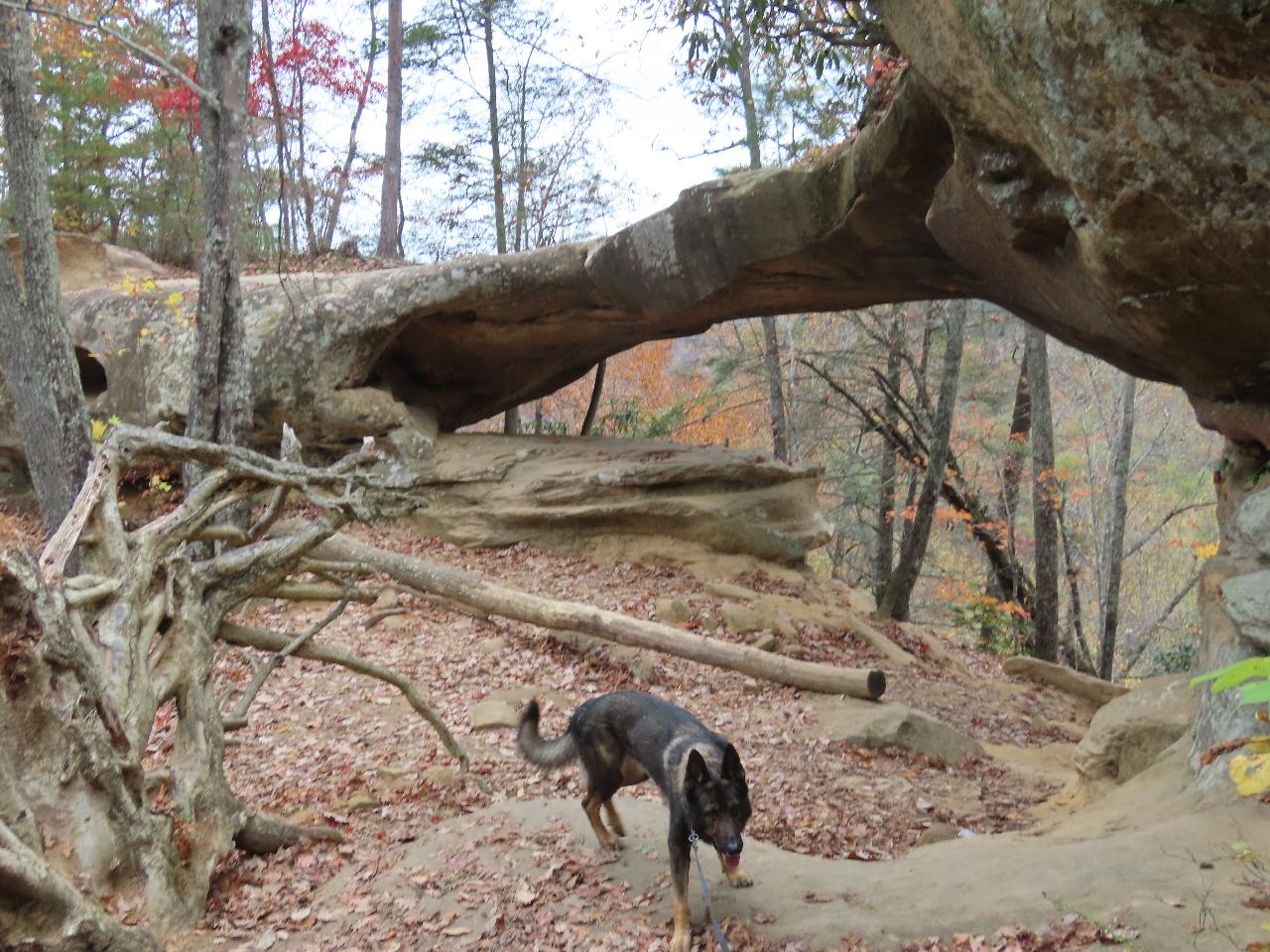 Another Thanksgiving | RV Travel with a Dog